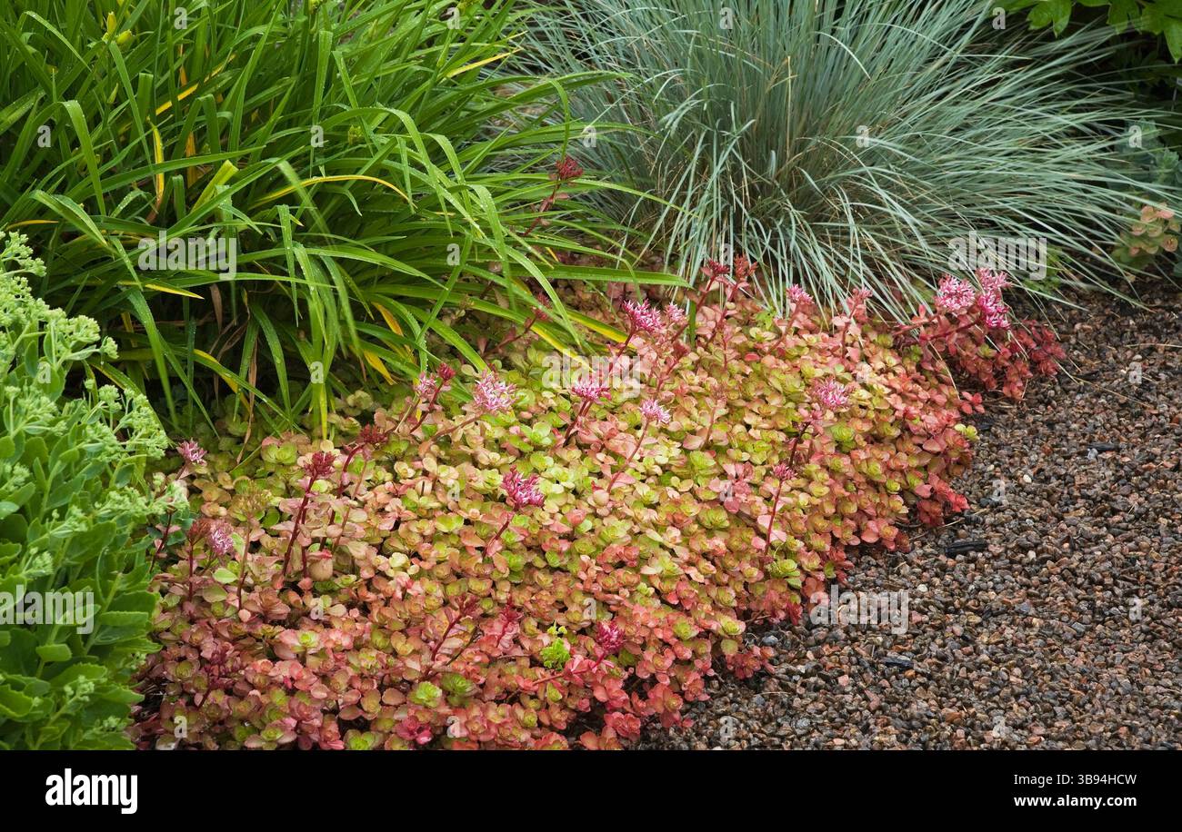 Border with Sedum spurium 'Tricolor' - Stonecrop succulent plants ...