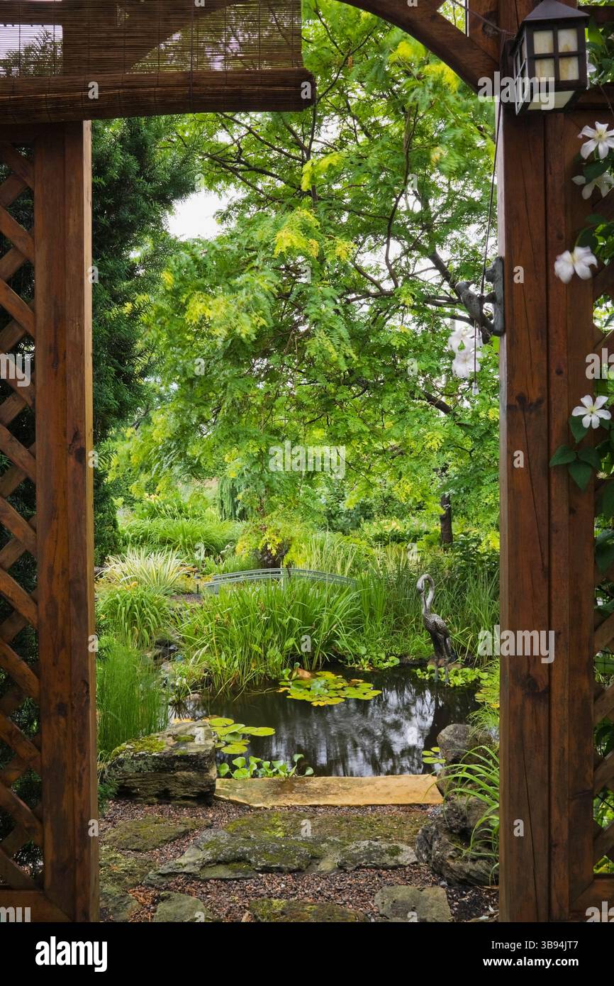 Gleditsia triacanthos 'Sunburst' - Honeylocust tree over pond with ...