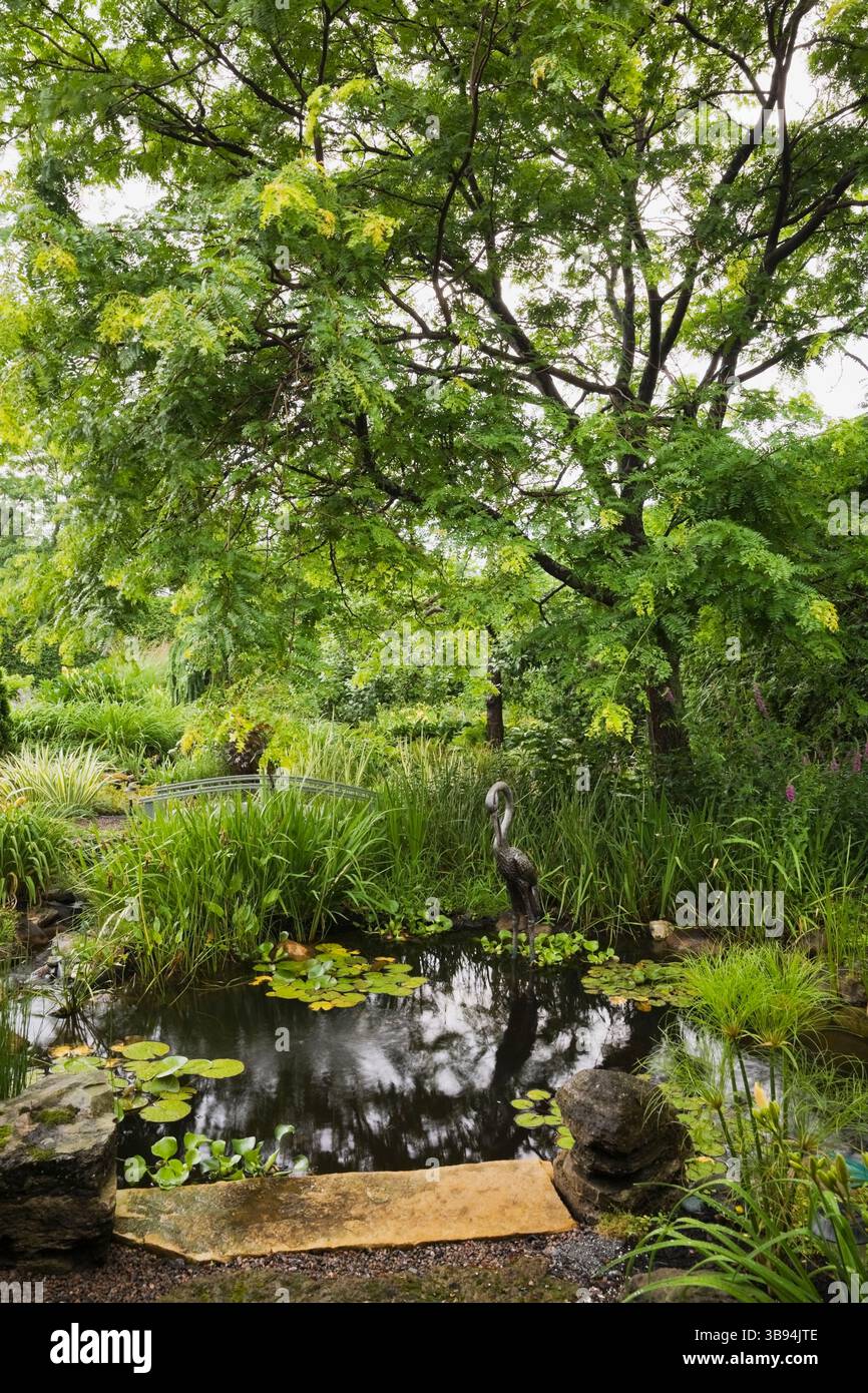 Gleditsia triacanthos 'Sunburst' - Honeylocust tree over pond with ...