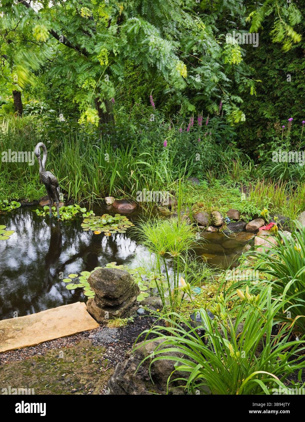 Gleditsia triacanthos 'Sunburst' - Honeylocust tree over pond with ...