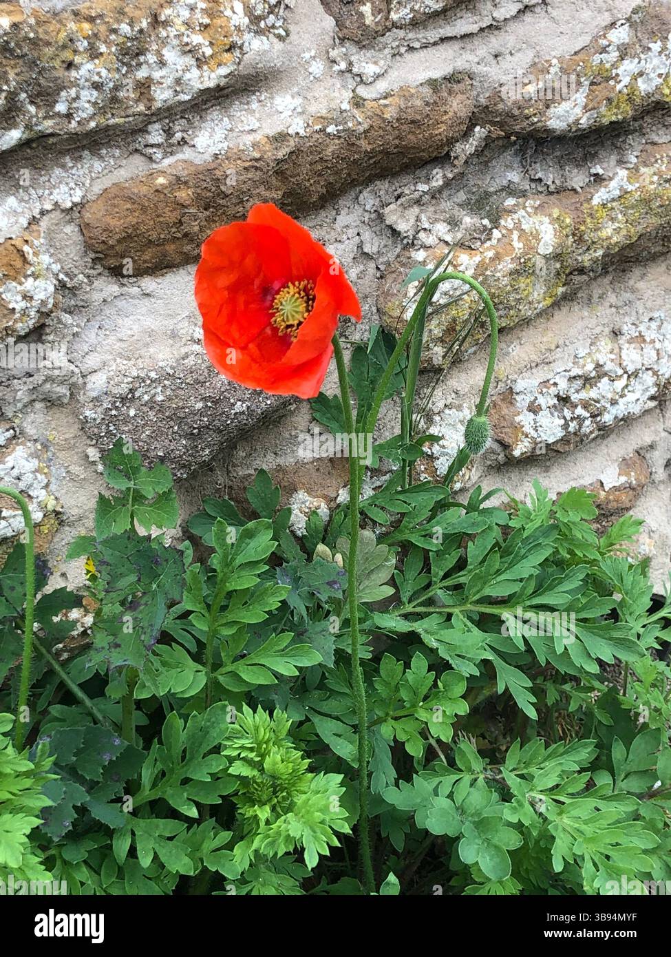 The first poppy of the year - on VE Day 80! Stock Photo - Alamy
