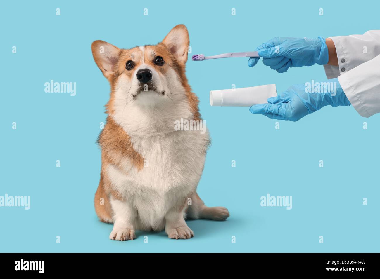 Veterinarian with toothpaste brushing teeth of cute Corgi dog on blue ...