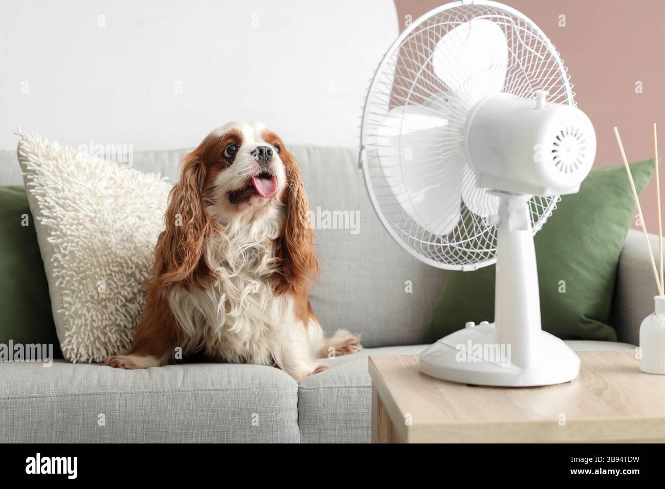 Funny dog sitting on sofa in air flow from electric fan Stock Photo - Alamy