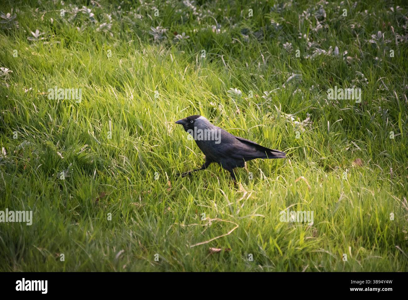 Dublin bird species hi-res stock photography and images - Alamy