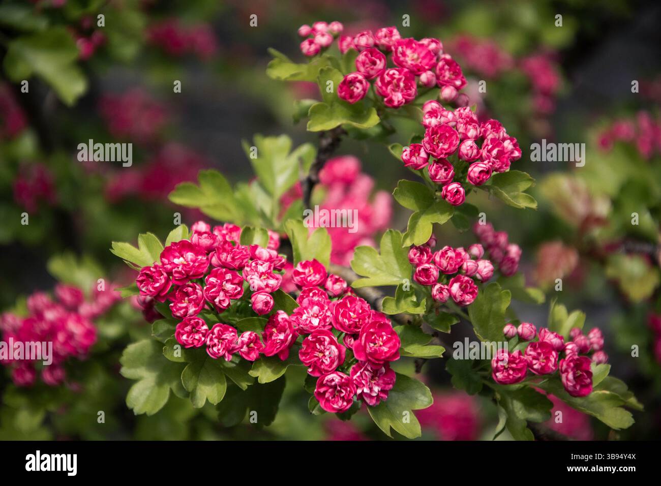 A detailed macro image of red hawthorn (Crataegus) blossoms in full ...