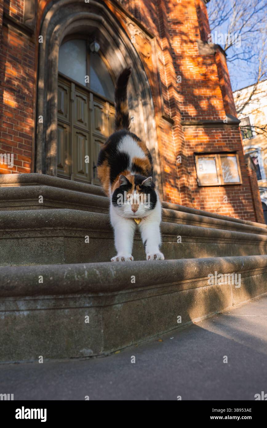 Calico Cat Stretching on Stone Steps of Historic Brick Building in Riga ...