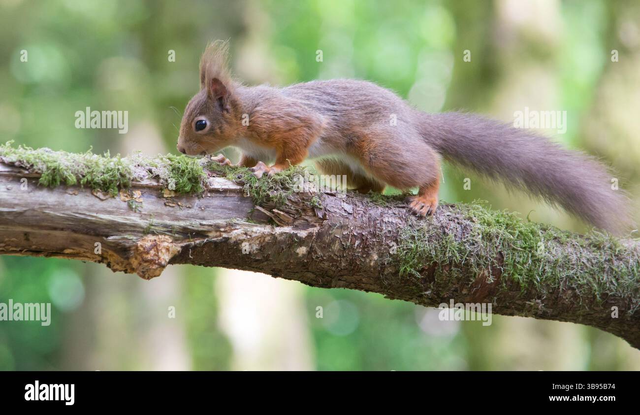 Ear wells hi-res stock photography and images - Alamy