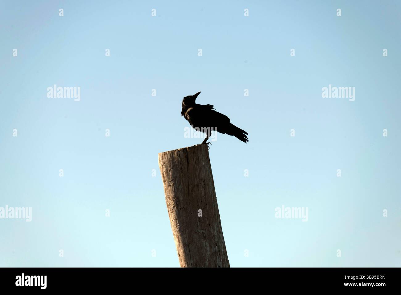 July 9, 2023, Sydney, New South Wales, Australia: Australian Raven ...