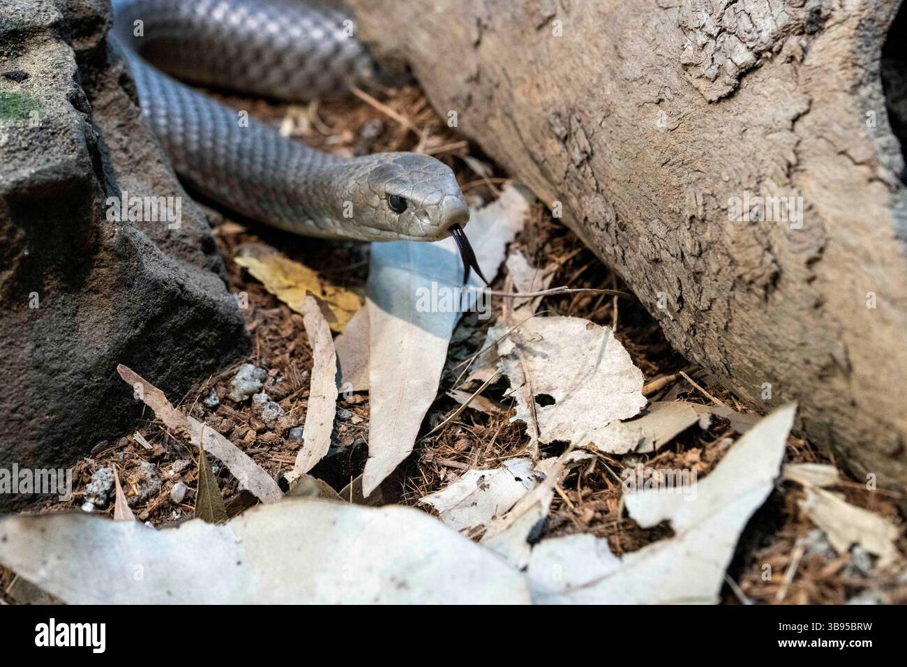 July 9, 2023, Sydney, New South Wales, Australia: Eastern Brown Snake ...