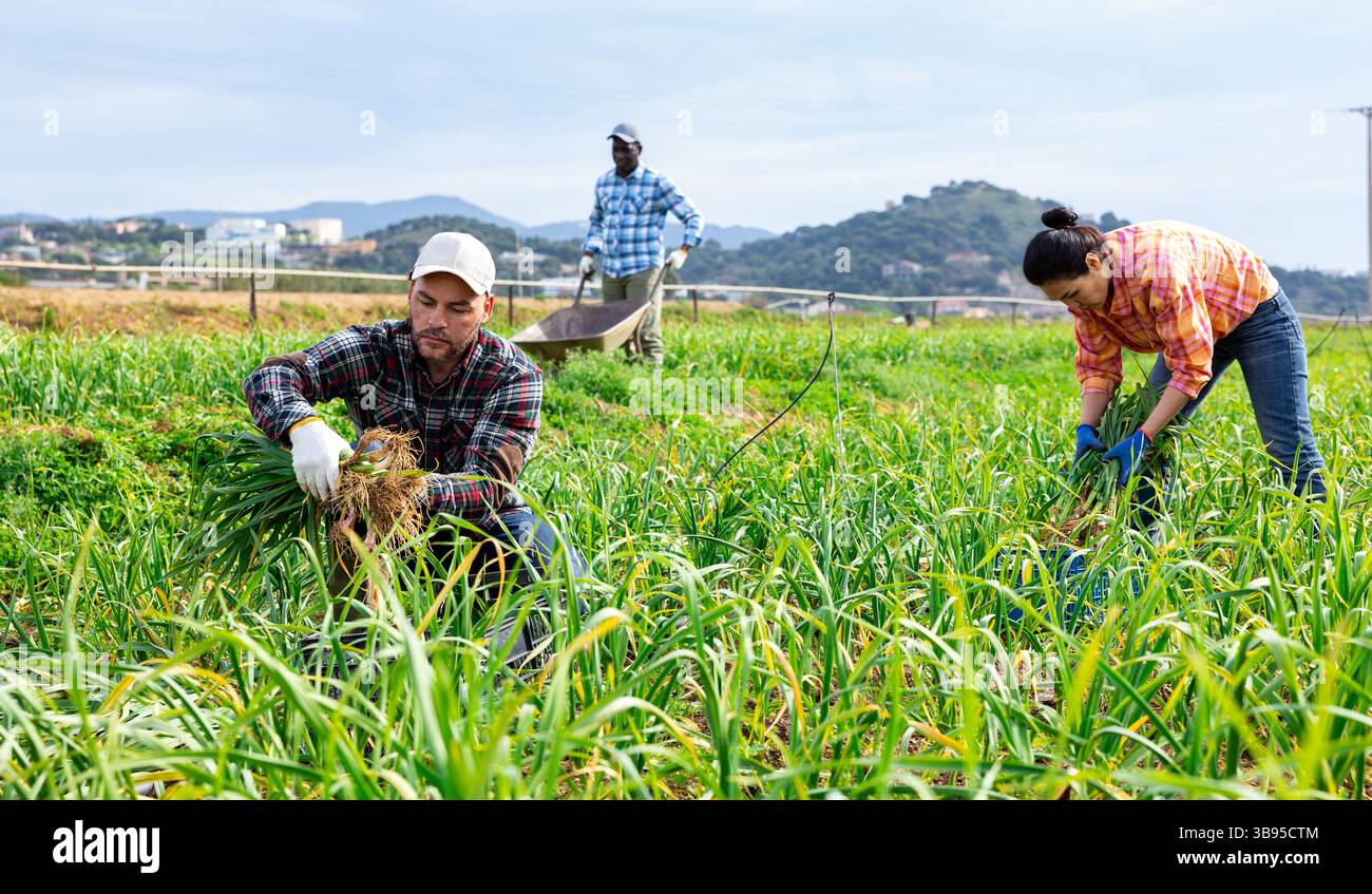 Three multiracial gardeners harvesting young garlic on field Stock ...