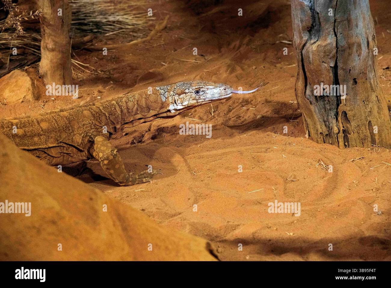 Perentie varanus giganteus largest hi-res stock photography and images ...