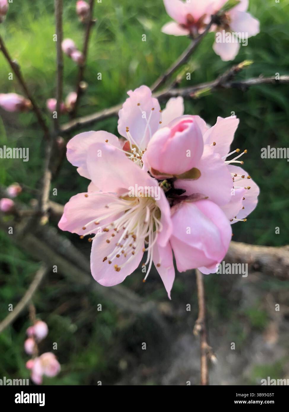 Spring Awakening & Natural Beauty - Delicate bloom of pink flowers ...