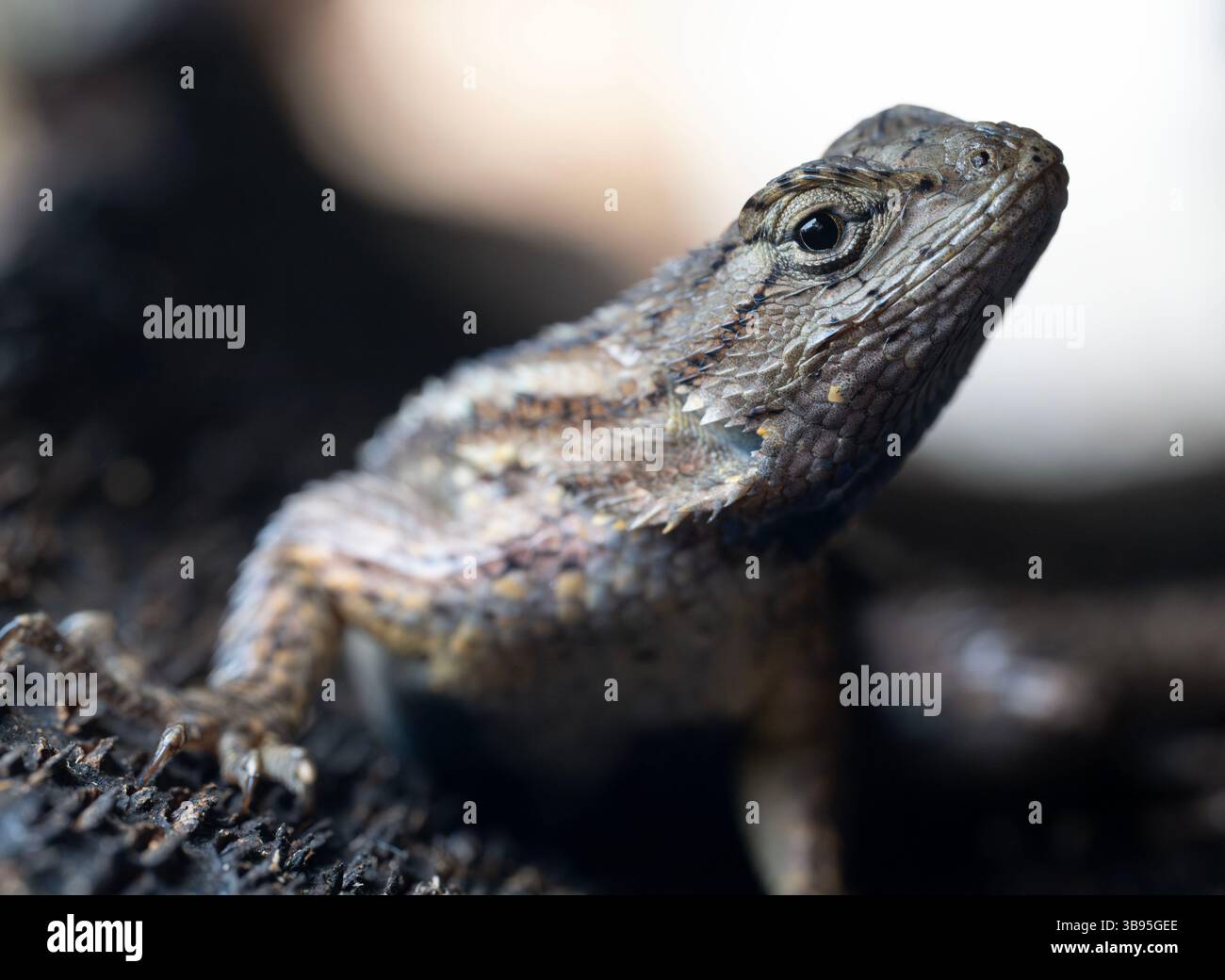 October 3, 2023, Elkton, Oregon, USA: A western fence lizard ...