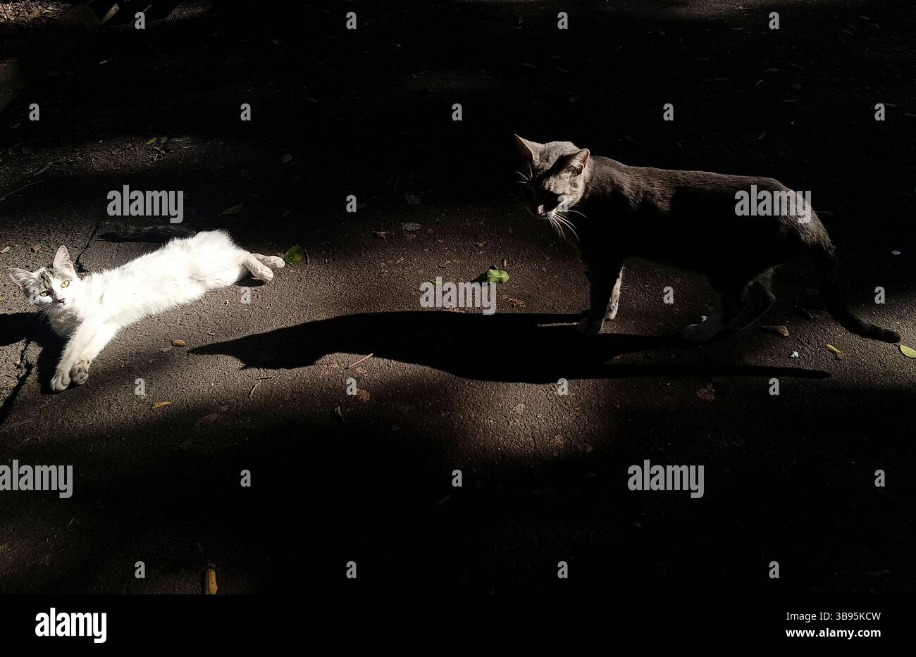 August 8, 2023, Rio de Janeiro, Brazil: August 8th is world cat day ...