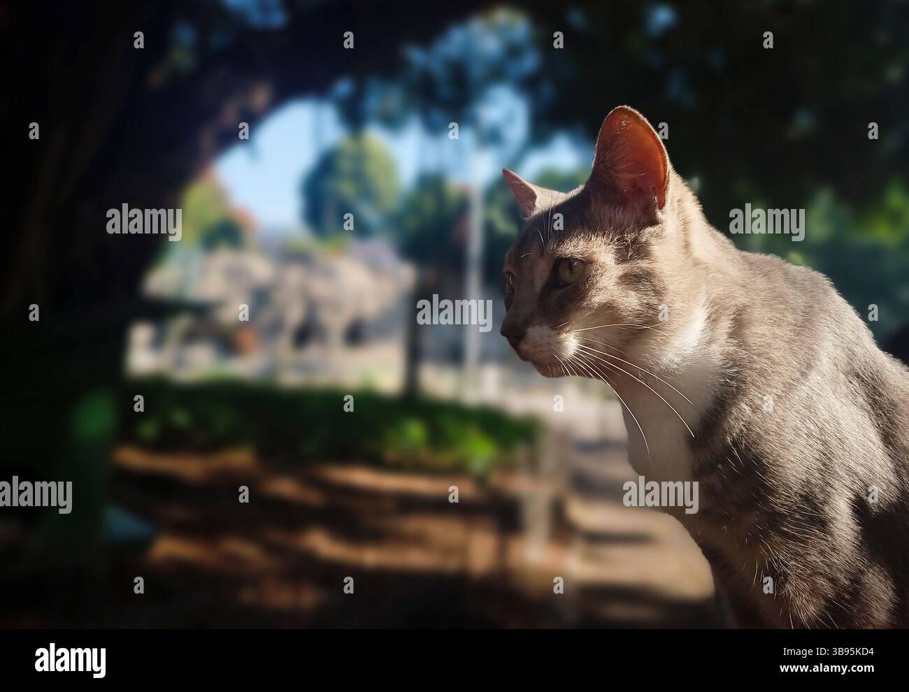 August 8, 2023, Rio de Janeiro, Brazil: August 8th is world cat day ...