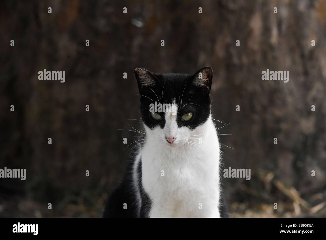 August 8, 2023, Rio de Janeiro, Brazil: August 8th is world cat day ...