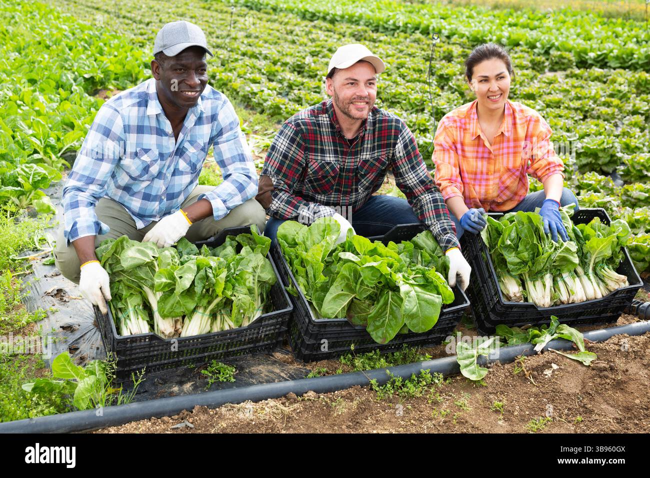 Group photo of cheerful farmers with chard Stock Photo - Alamy