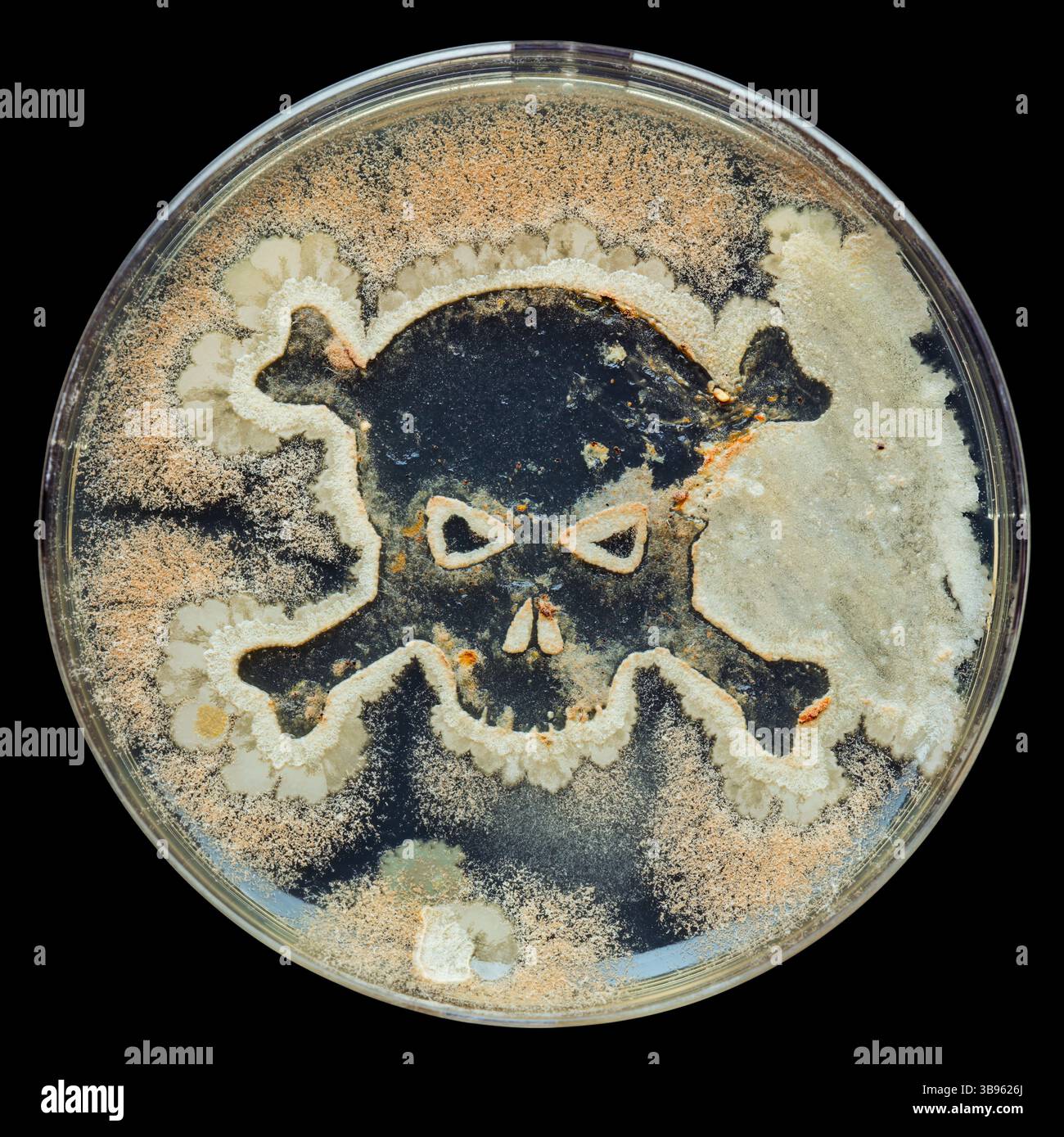 Petri dish filled with several cultures of bacteria in the shape of a ...