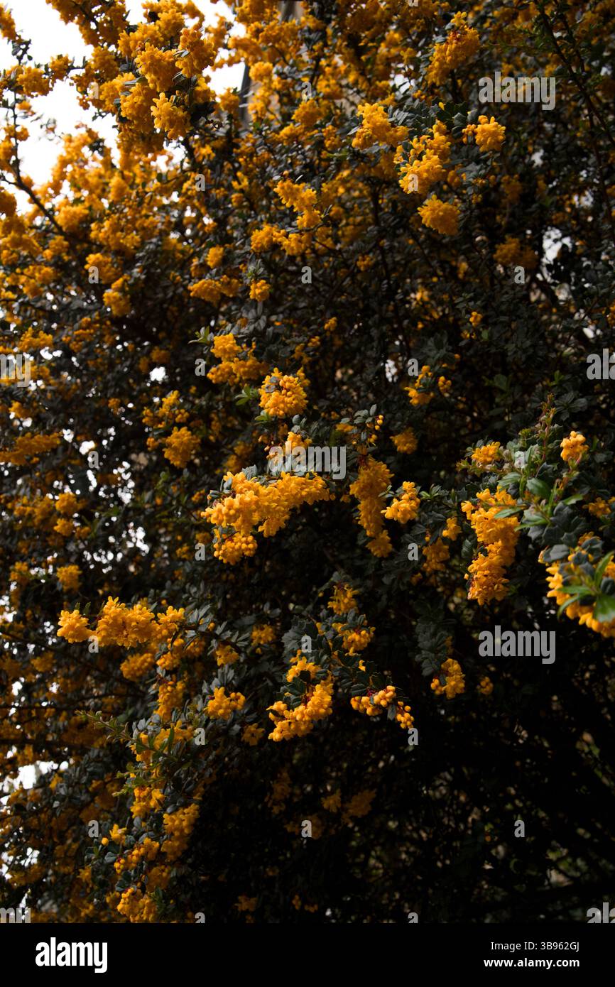 Yellow flowers in bloom, Edinburgh Stock Photo - Alamy