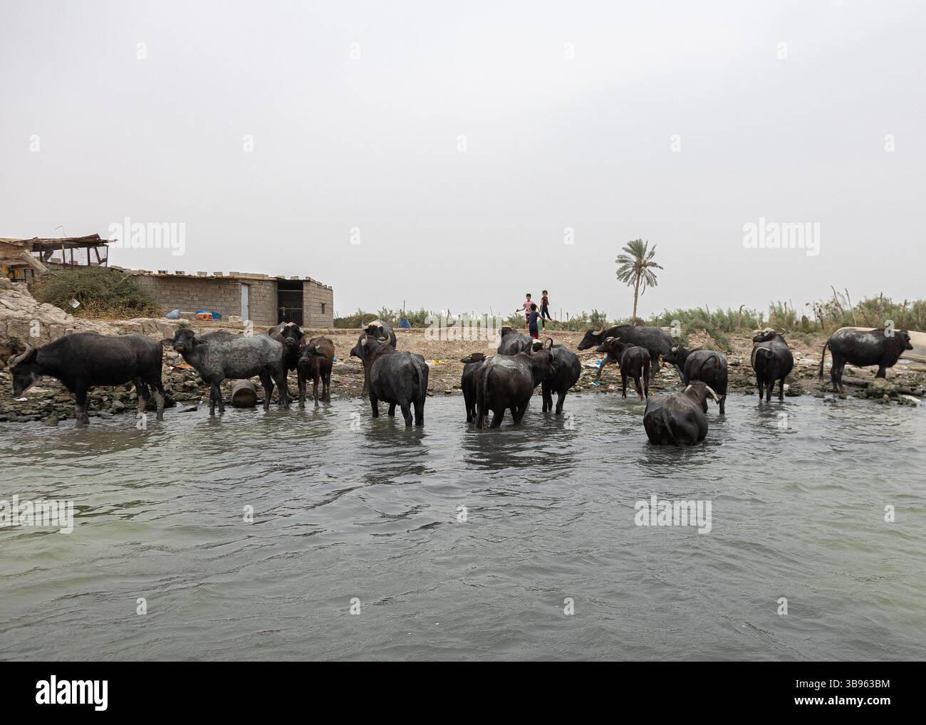 October 29, 2021, Basra, Iraq: A herd of water buffaloes refreshes ...