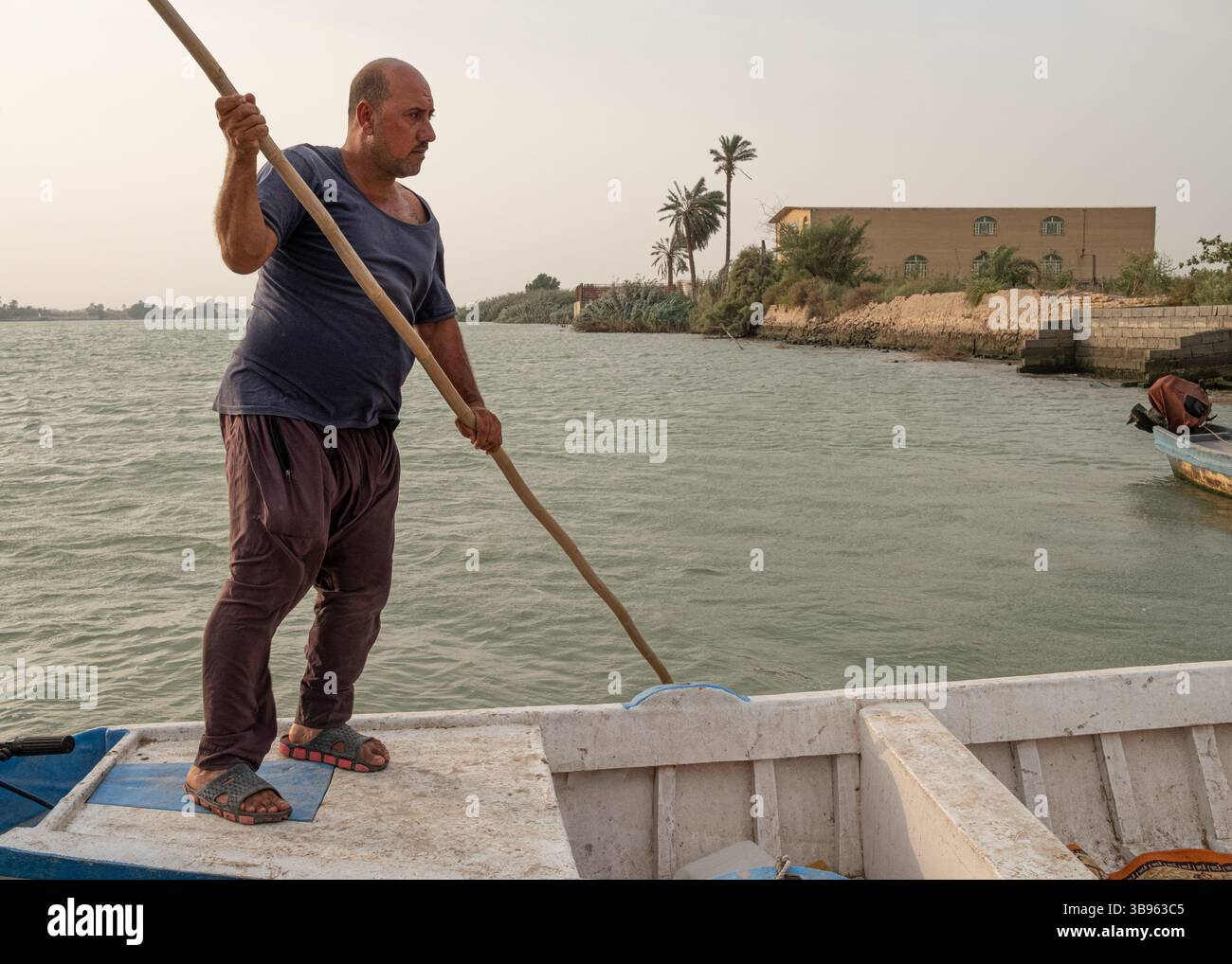 Iraqi cattle hi-res stock photography and images - Alamy