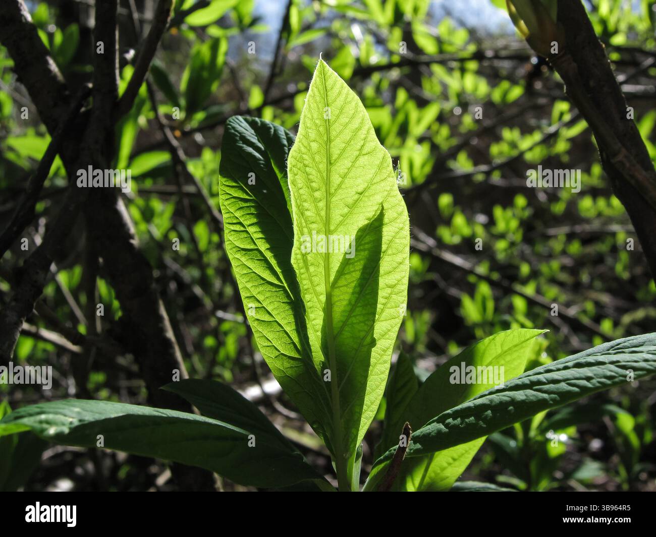 Elliptic lanceolate leaves hi-res stock photography and images - Alamy