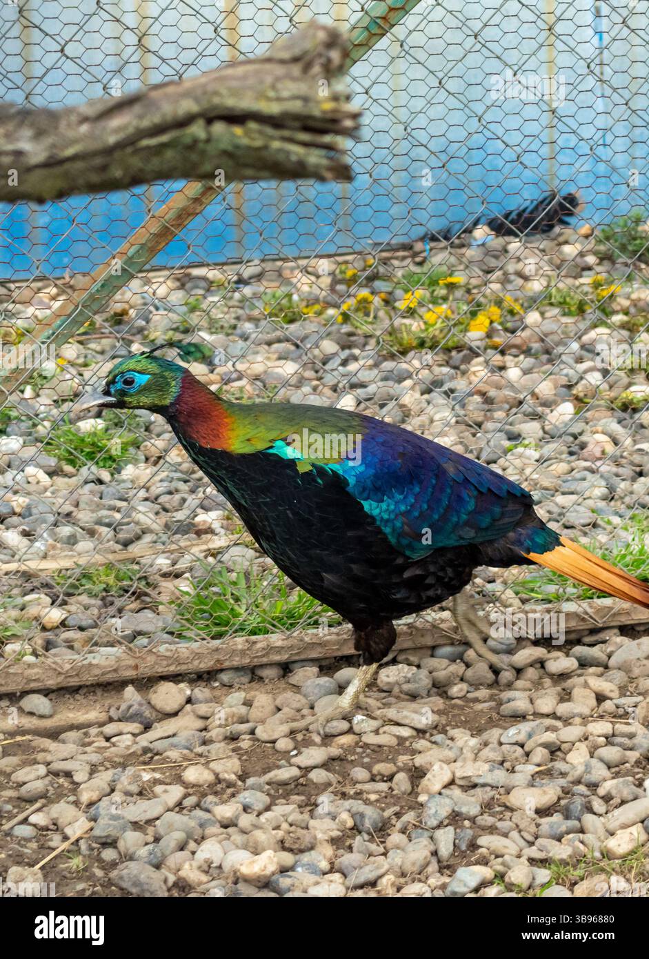Monal hi-res stock photography and images - Alamy