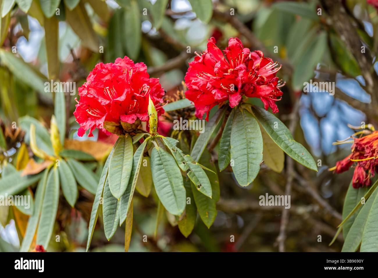 Rhododendron flowers on the huge tree in Himalayas. Spring red flowers ...