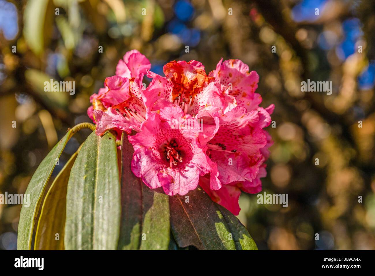 Rhododendron flowers on the huge tree in Himalayas. Spring red flowers ...