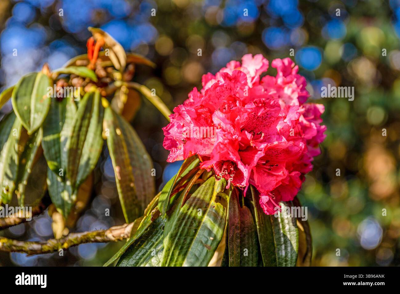 Rhododendron flowers on the huge tree in Himalayas. Spring red flowers ...