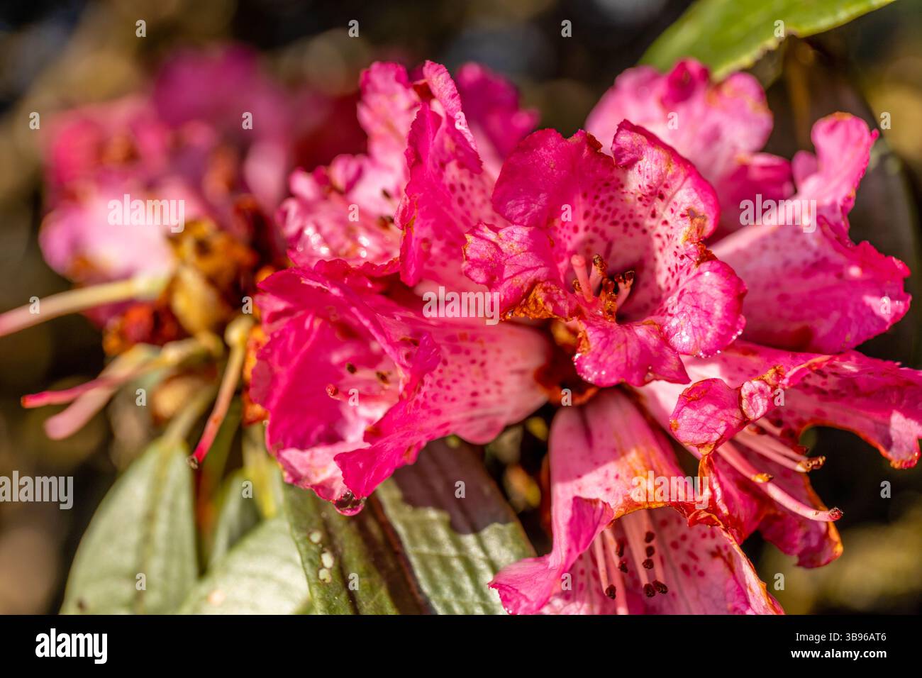 Rhododendron flowers on the huge tree in Himalayas. Spring red flowers ...