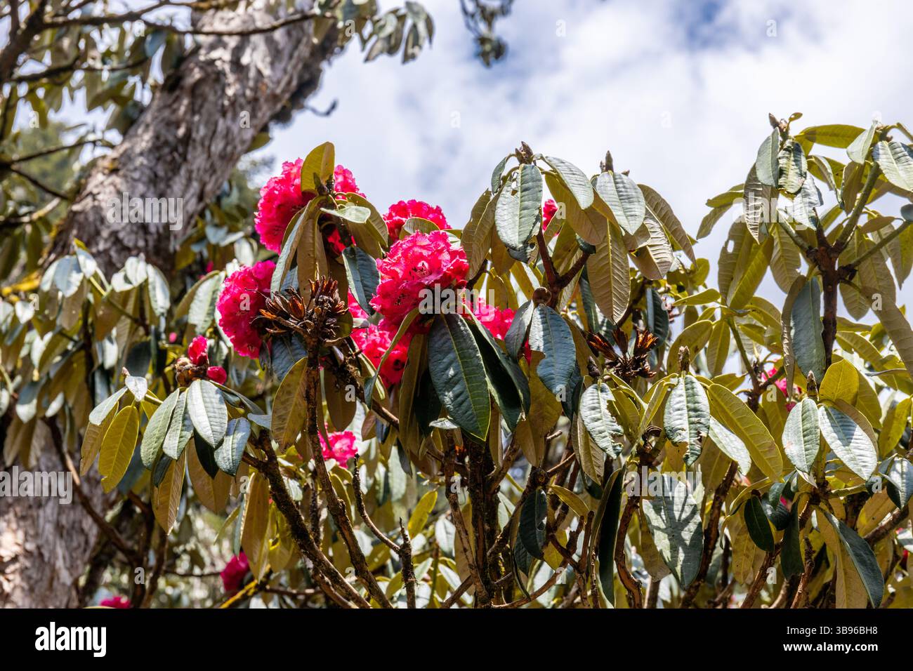 Rhododendron flowers on the huge tree in Himalayas. Spring red flowers ...