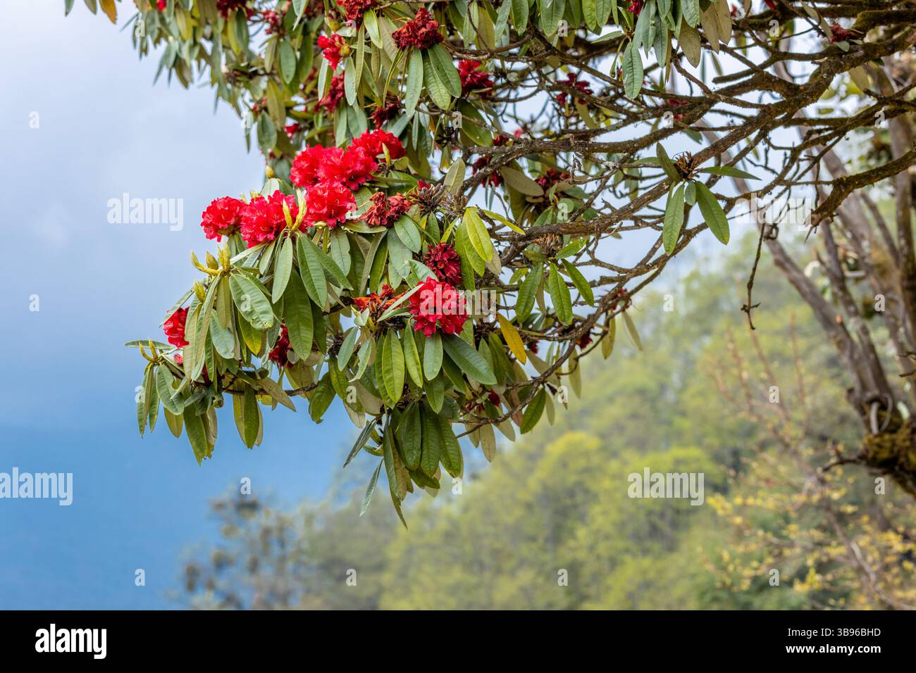 Rhododendron flowers on the huge tree in Himalayas. Spring red flowers ...