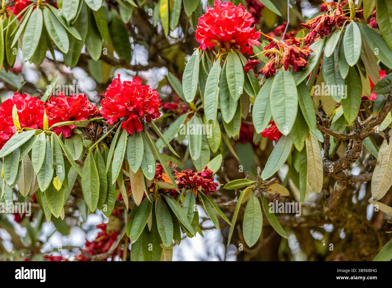 Rhododendron flowers on the huge tree in Himalayas. Spring red flowers ...