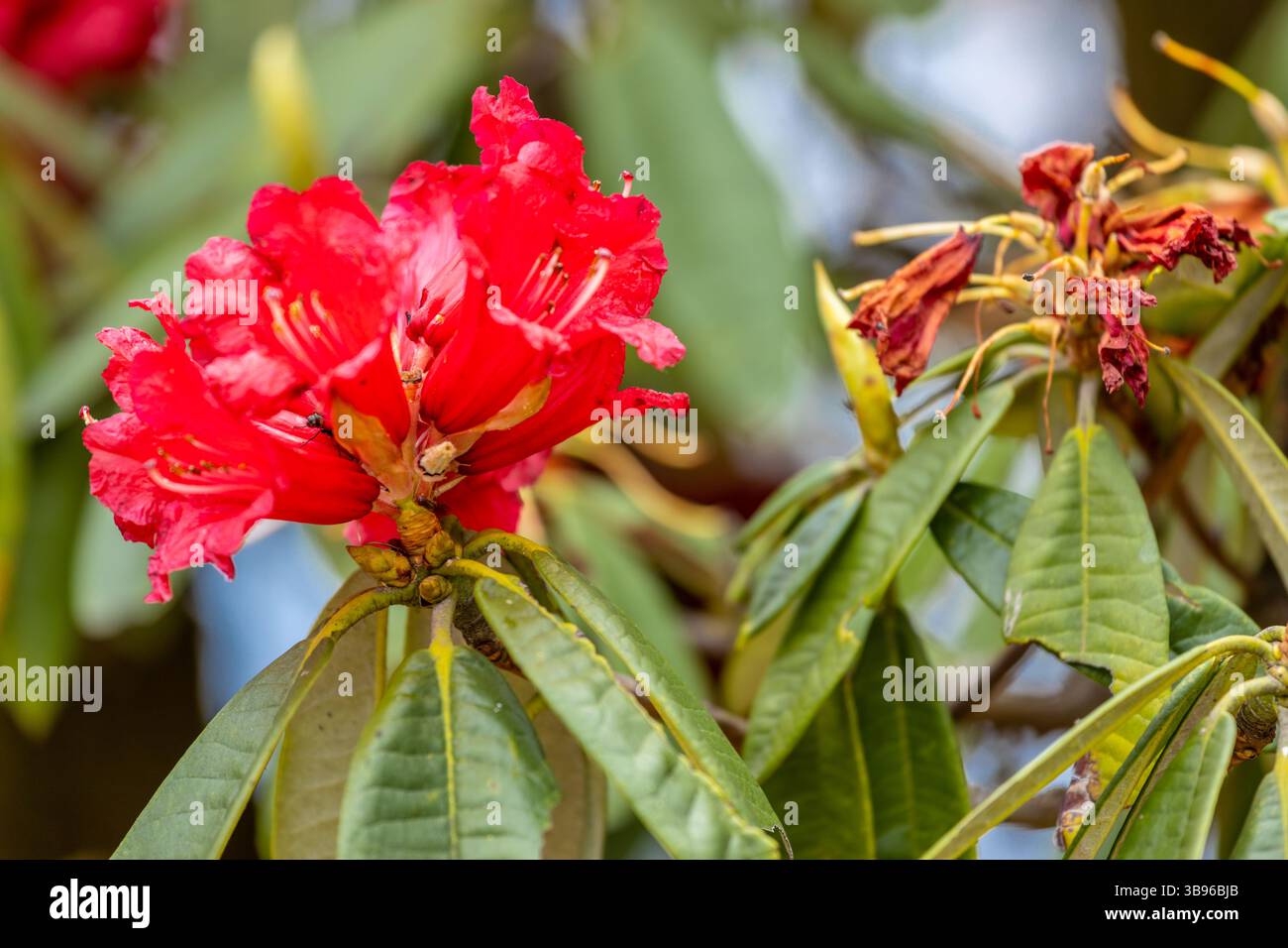 Rhododendron flowers on the huge tree in Himalayas. Spring red flowers ...
