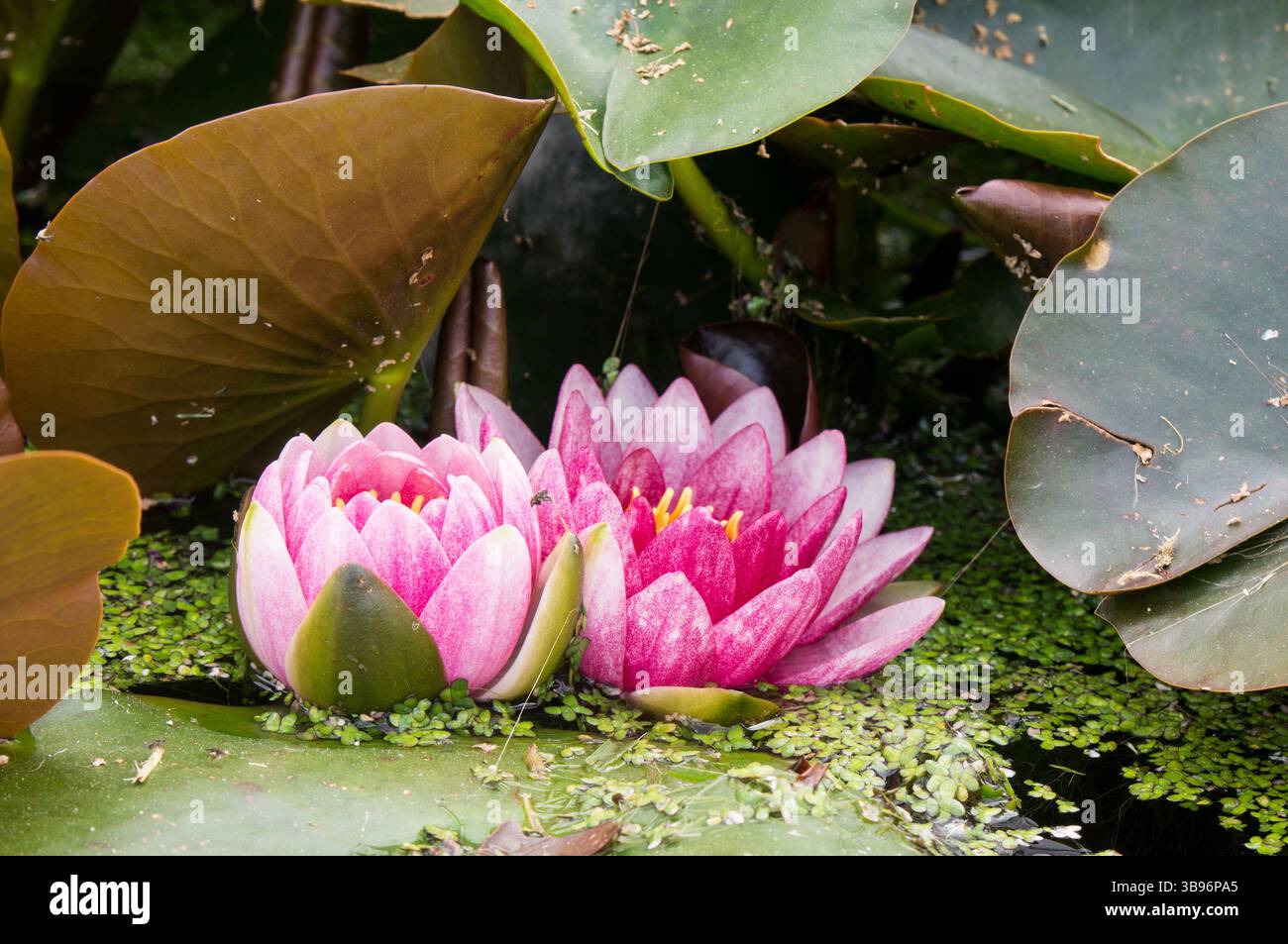 Photograph of blooming water lilies in a pond Stock Photo - Alamy