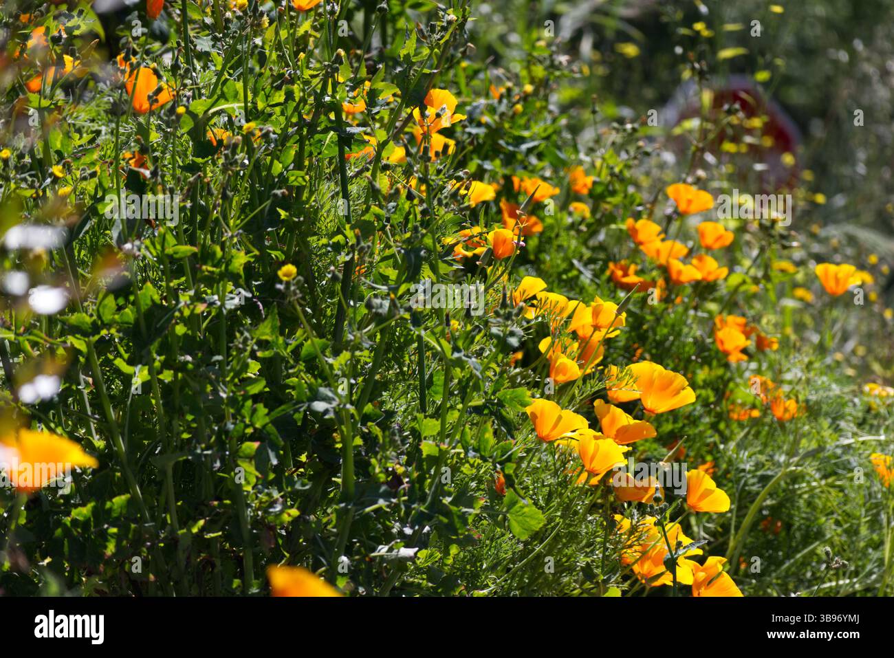 Piante verdi in background hi-res stock photography and images - Alamy