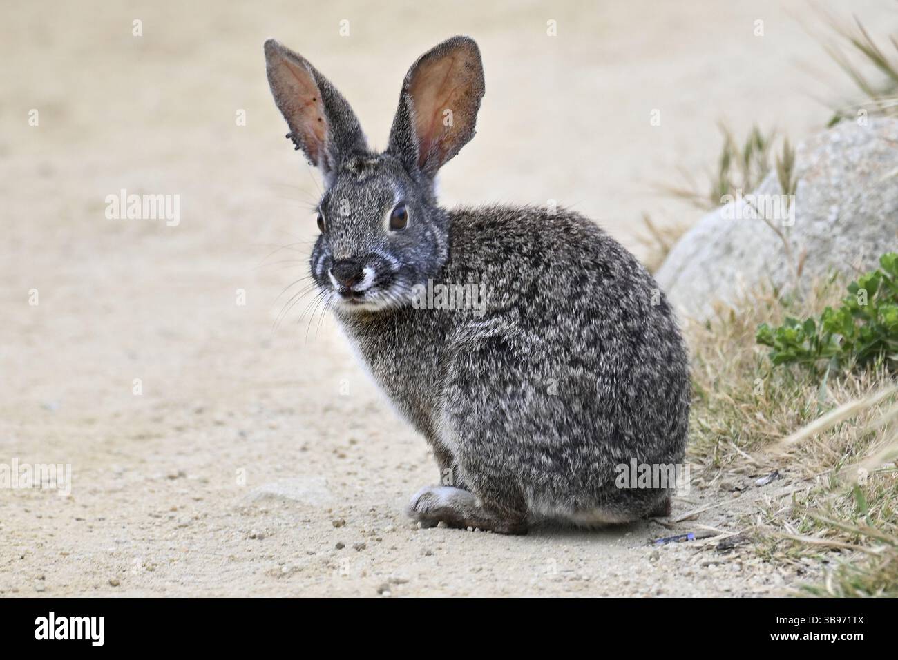 Pacific Grove, California, USA. 8th Apr, 2025. Cottontail Rabbit ...