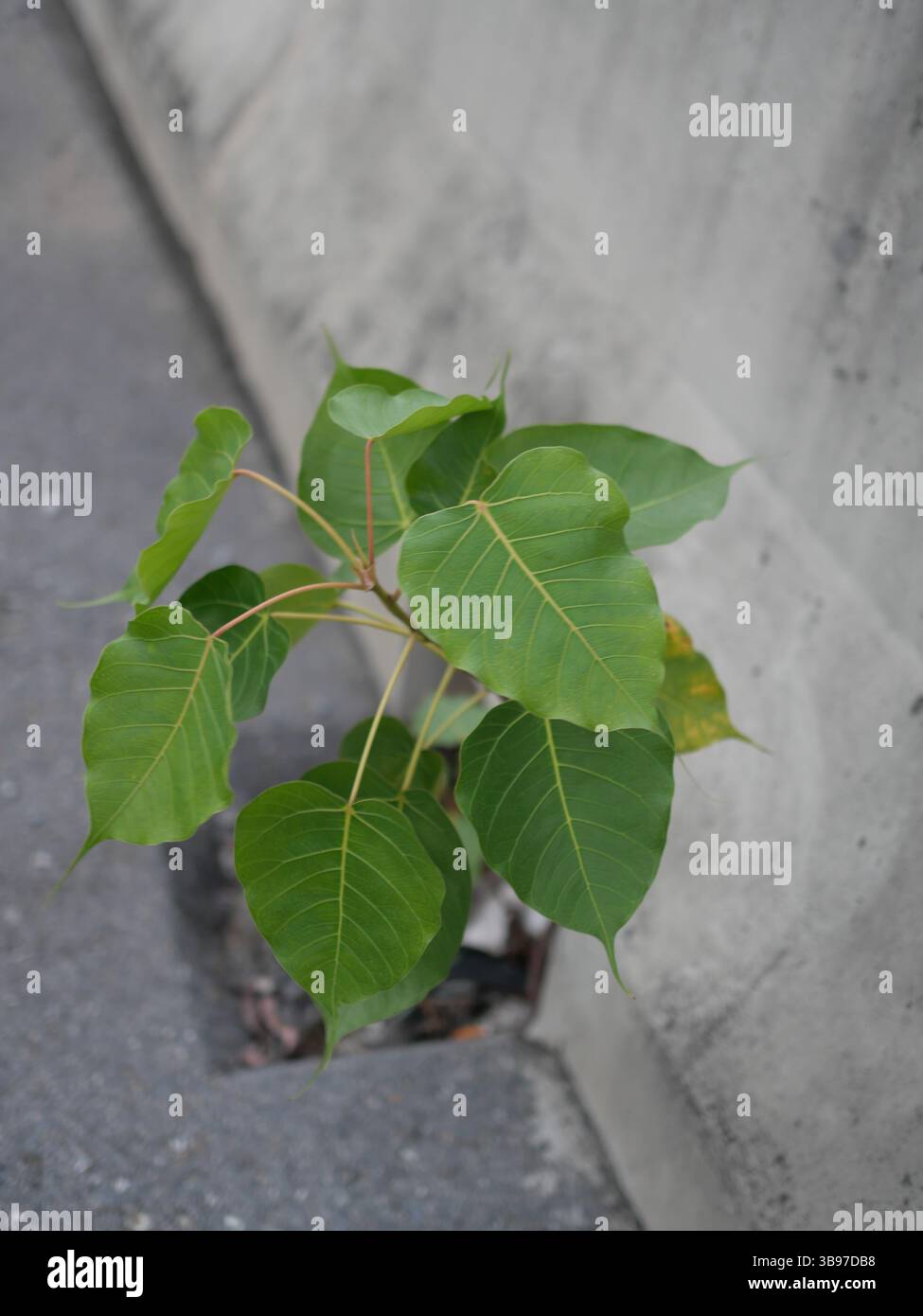Sacred fig tree growing on an overpass in Bang Kapi District, Bangkok ...