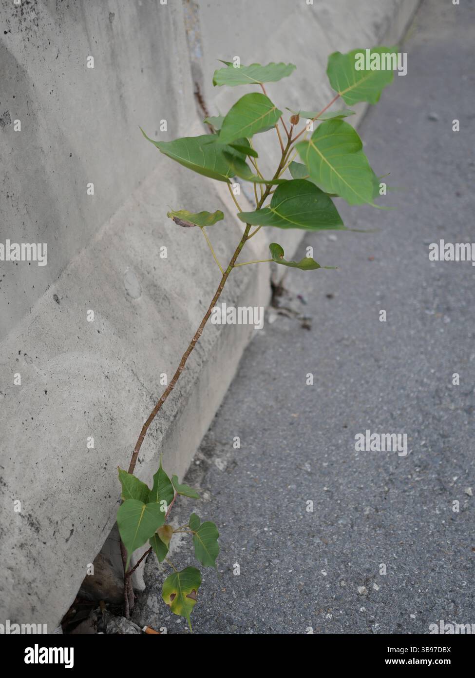Sacred fig tree growing on an overpass in Bang Kapi District, Bangkok ...