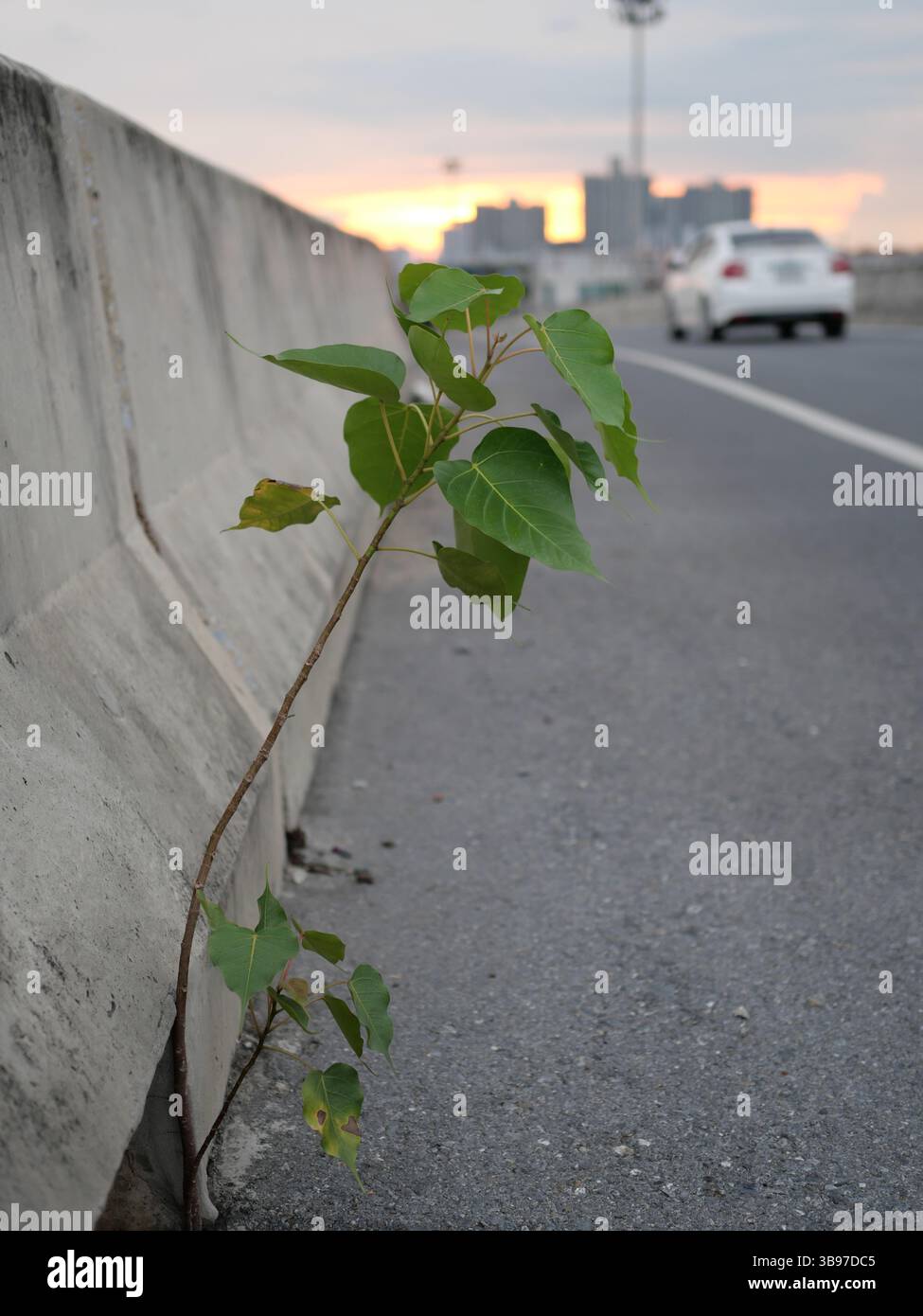 Sacred fig tree growing on an overpass in Bang Kapi District, Bangkok ...