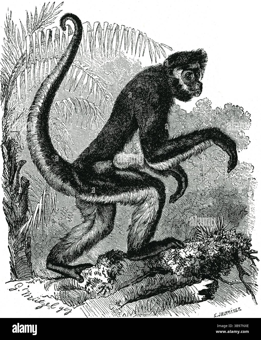 Gold faced spider monkey hi-res stock photography and images - Alamy