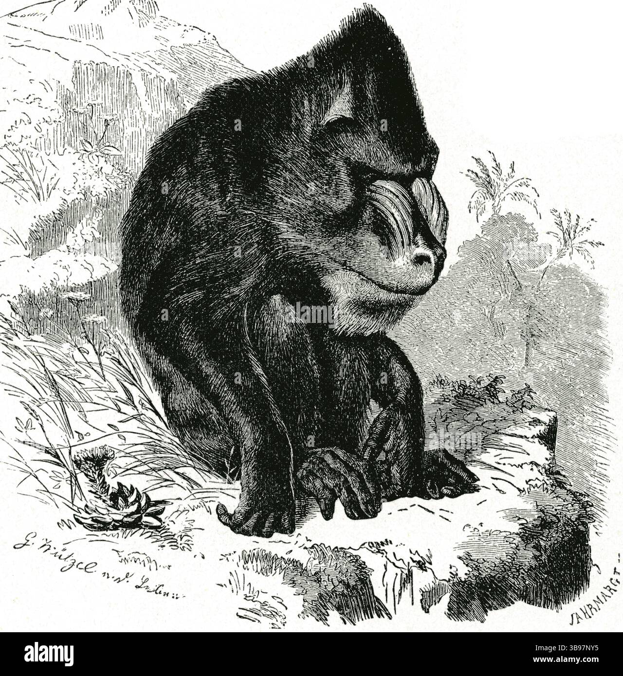 MANDRILL ( Cynocephalus mormon ) - African Mandrill Displaying Cheek ...