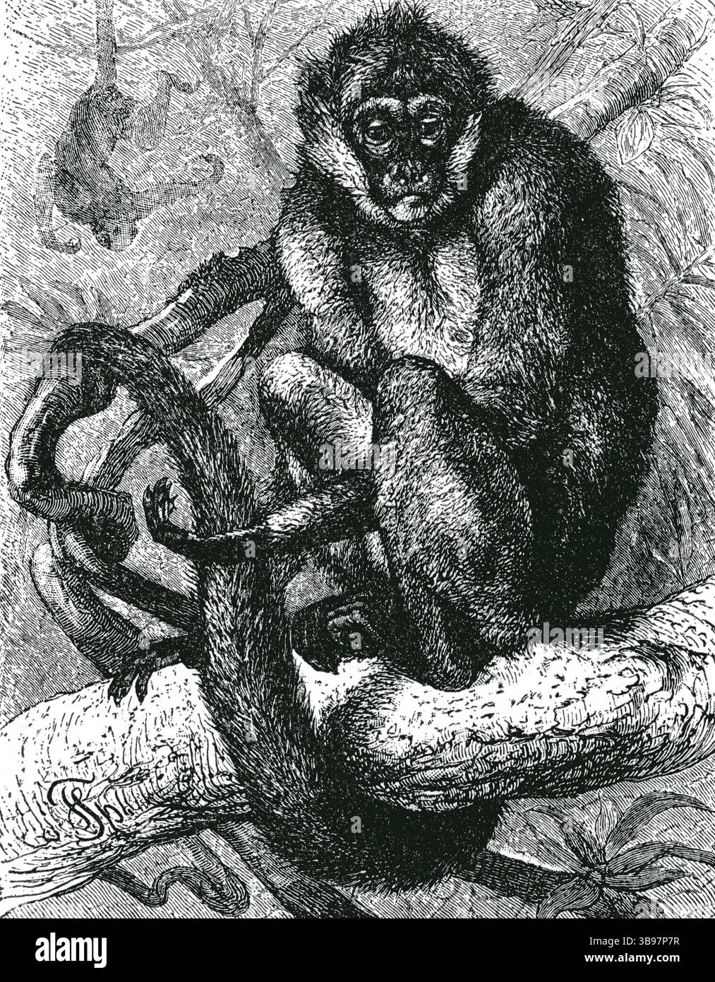 MIRIKI SPIDER MONKEY ( Ateles hypoxanthus ) - The muriquis, also known ...