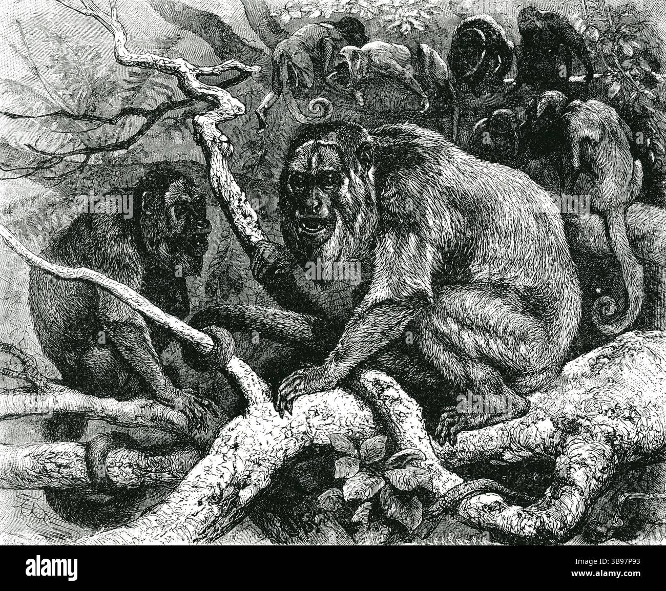 Black howler monkey group howling hi-res stock photography and images ...