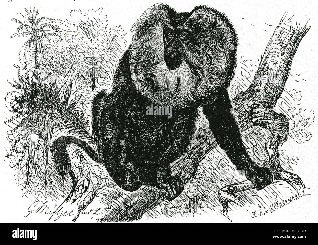 WANDEROO ( Cynocephalus silenus ) - Lion-tailed macaque with Gray Ruff ...