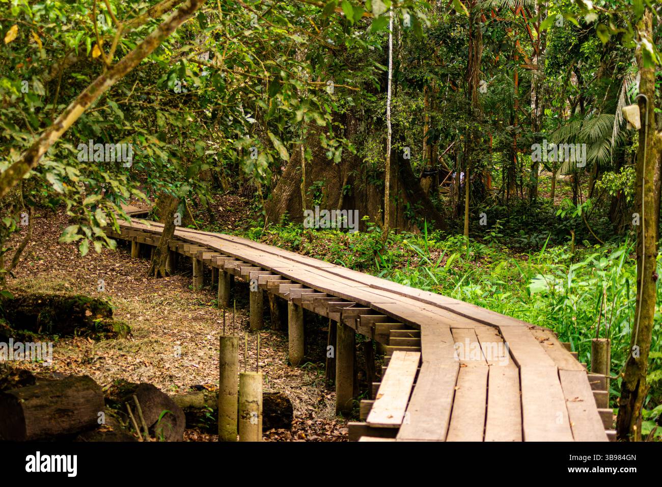 Path and small bridge in the middle of the Peruvian Amazon rainforest ...