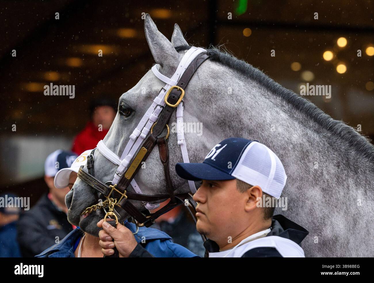 May 3, 2025, Louisville, Ky, USA: Final Gambit (3) in the paddock for ...