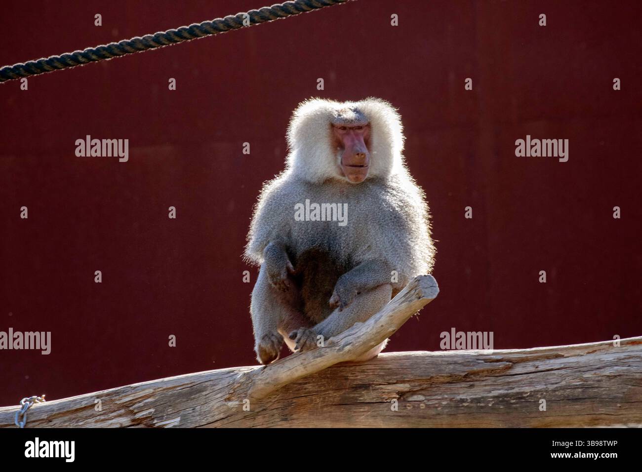 Baboon buttocks hi-res stock photography and images - Alamy