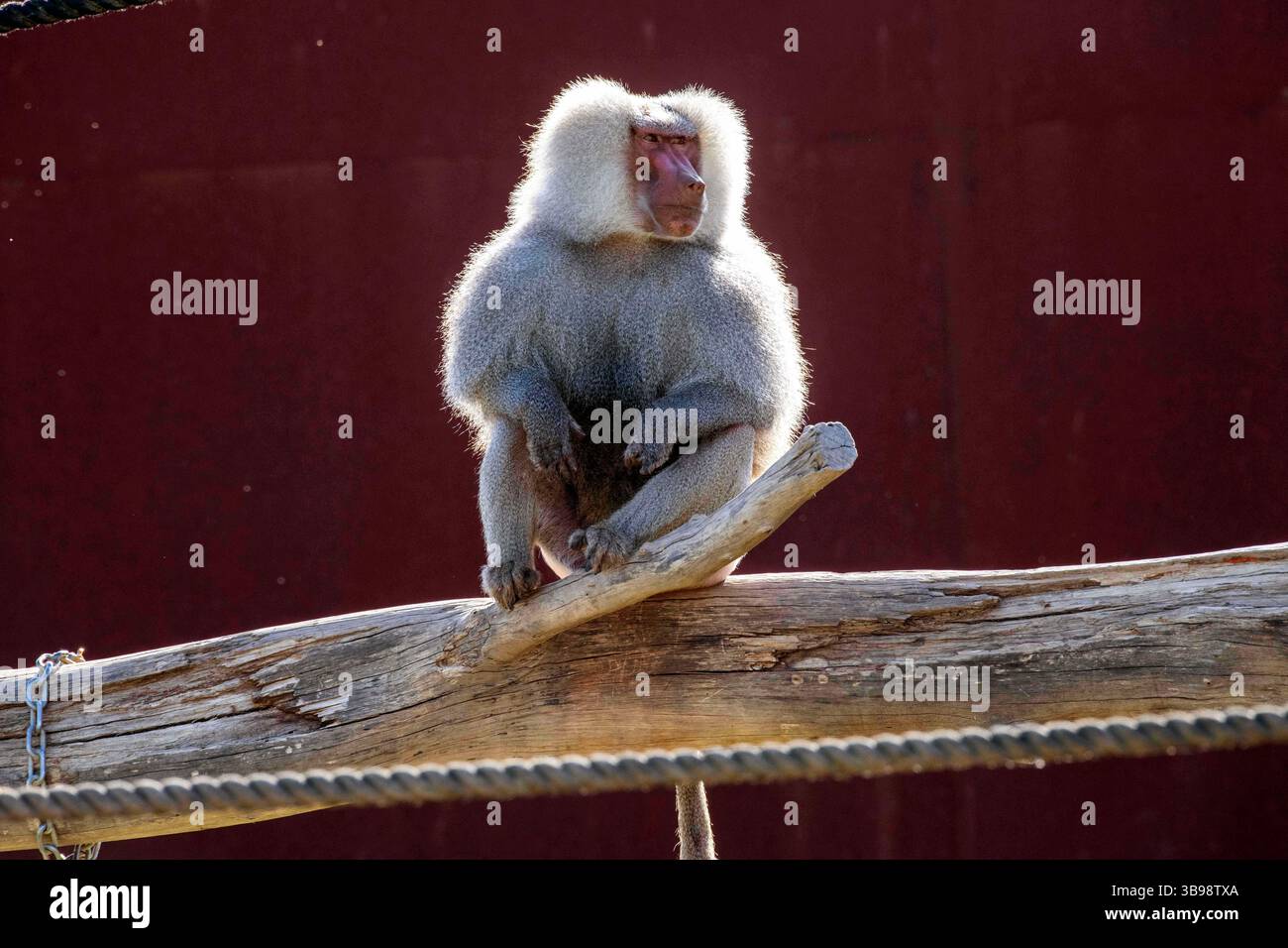 Baboon buttocks hi-res stock photography and images - Alamy